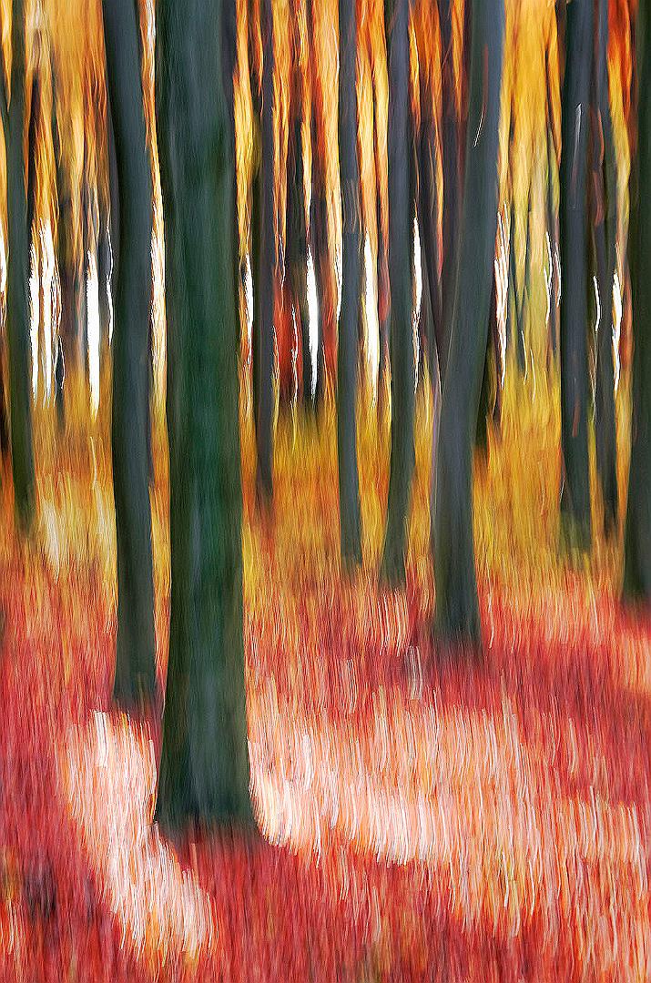 wald abstrakt