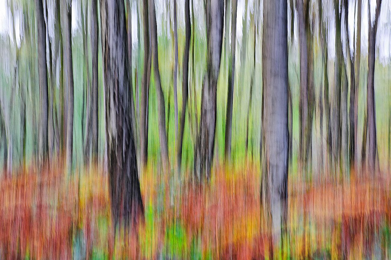 wald abstrakt